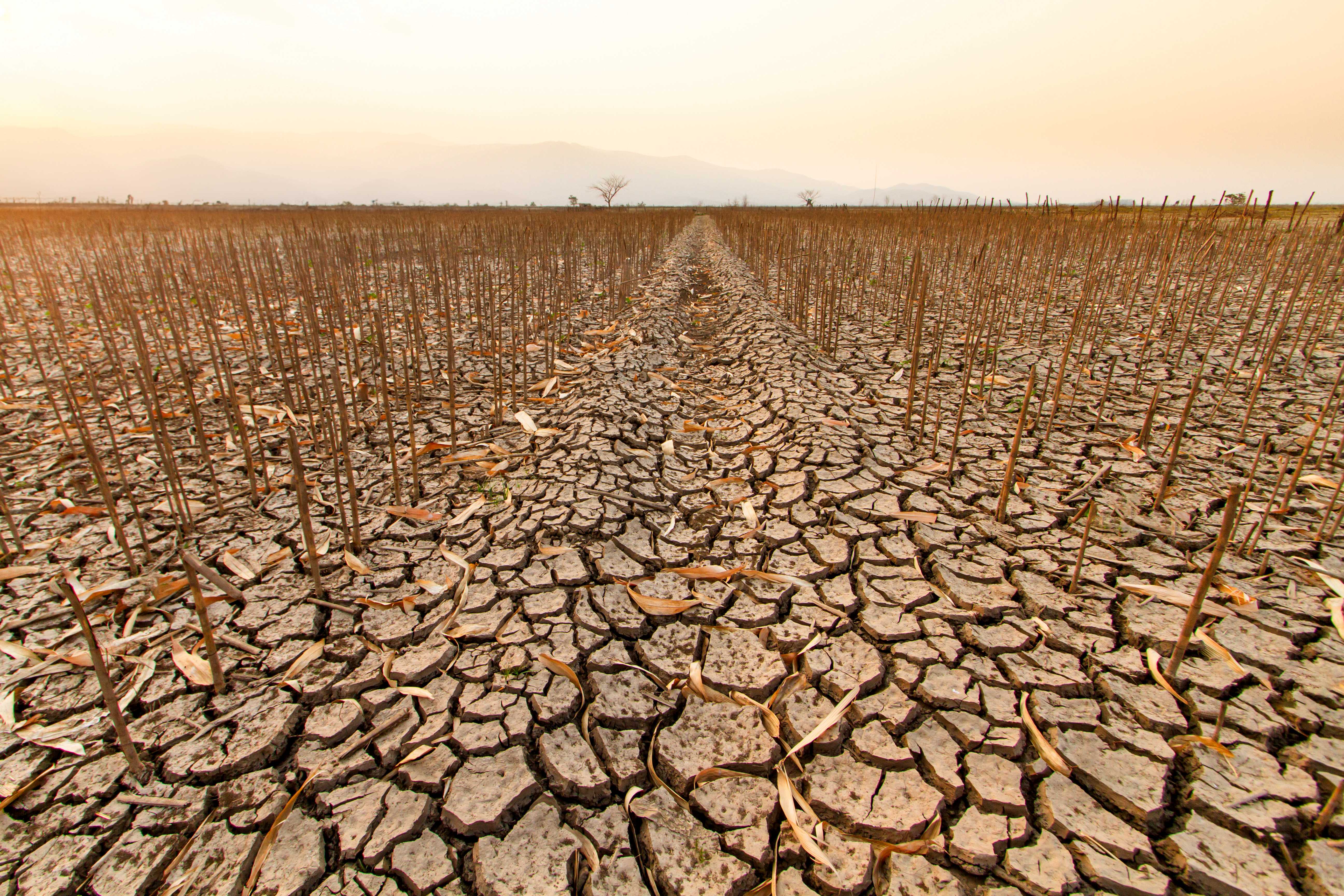 Strengthening climate resilience in agriculture | VoxDev