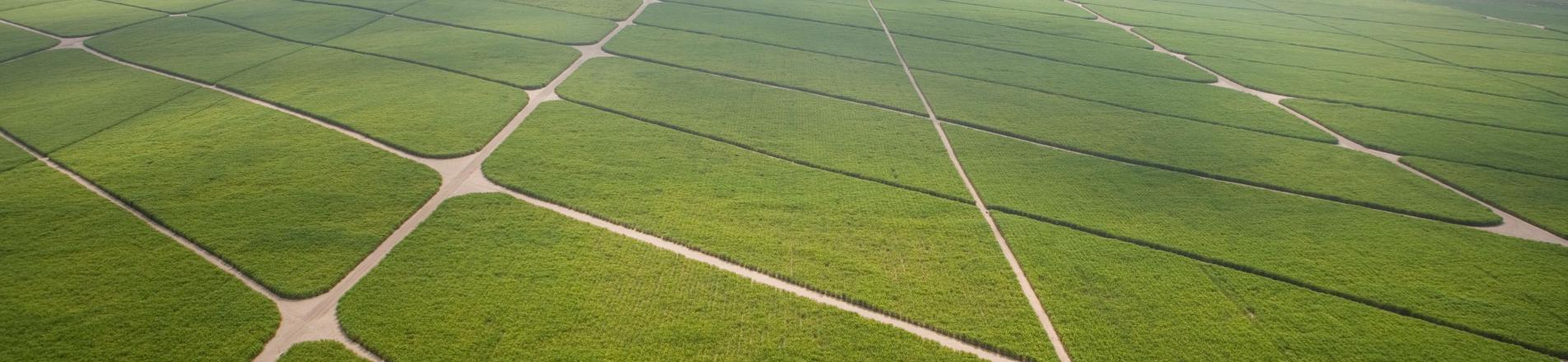 Unlocking high-value agriculture in Peru | VoxDev